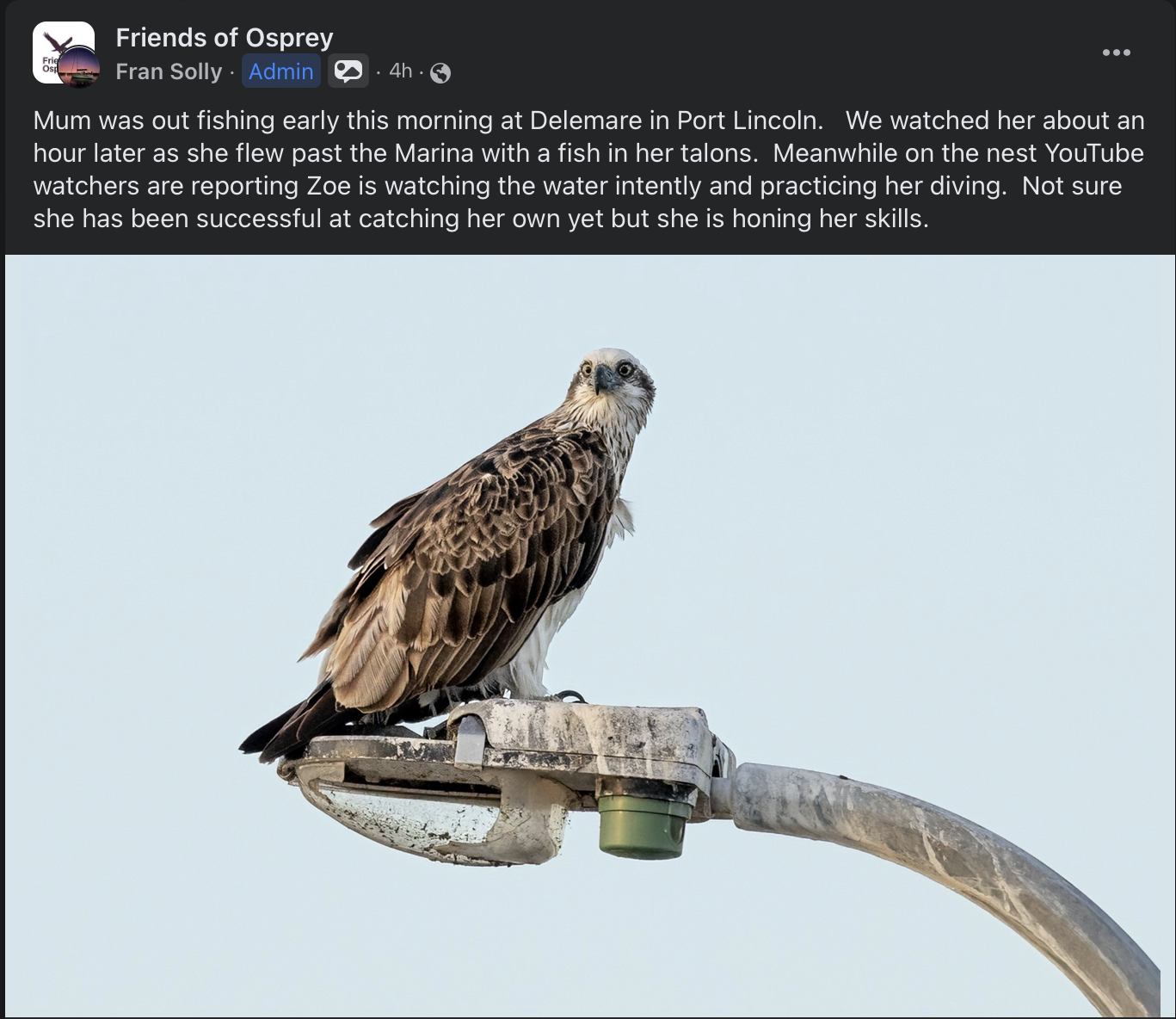 GROWLS will be back up 15 January…Saturday in Bird World – Mary Ann ...